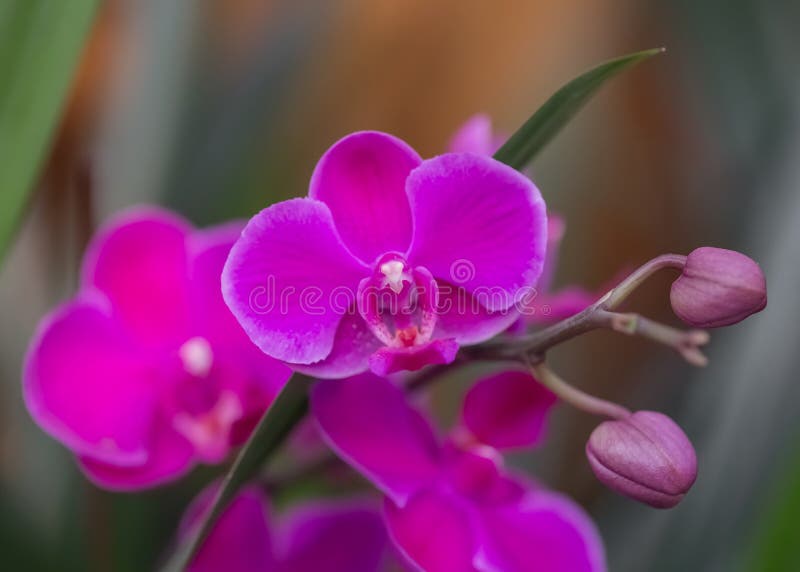 Beautiful Red Rose Orchid Background. Rose Image As Design Background ...