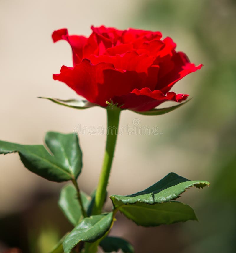 Beautiful Red Rose in the Park Stock Image - Image of roses, petal ...