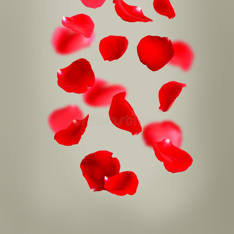 Beautiful Red Rose Petals Falling on Light Grey Background Stock Photo ...
