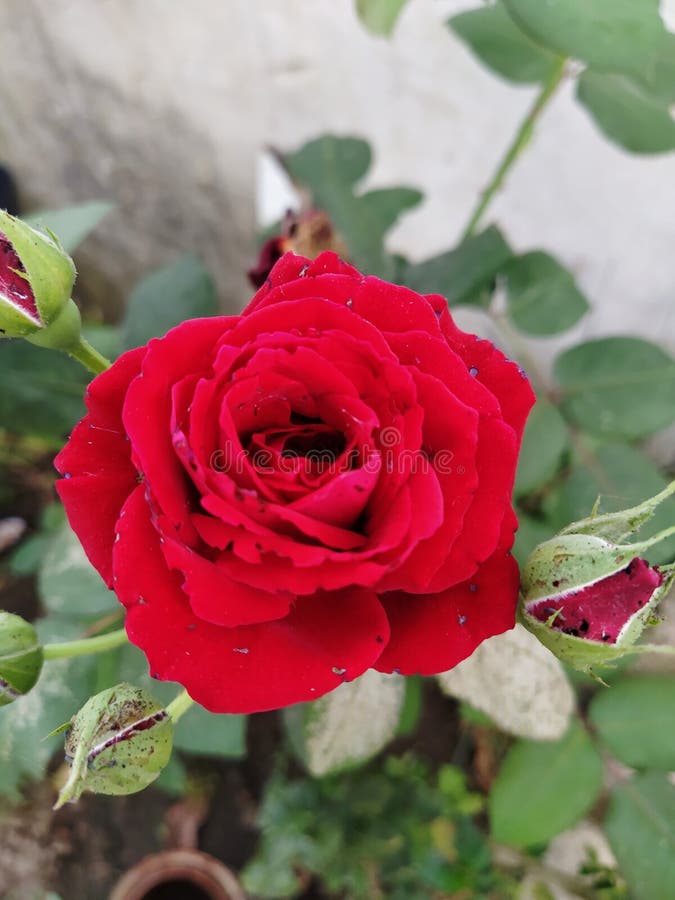 Beautiful Red Rose Photography Stock Image - Image of beautiful, rose ...