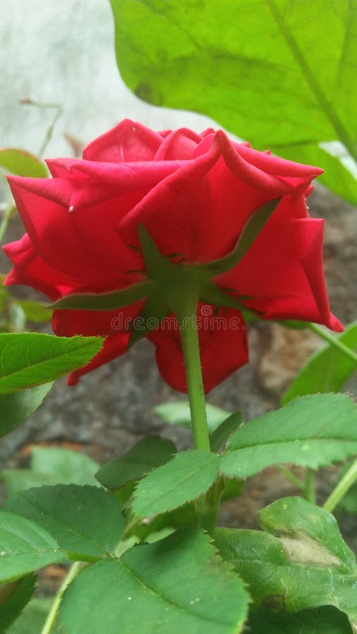 A Beautiful Red Rose on the Rose Plant Stock Image - Image of plant ...
