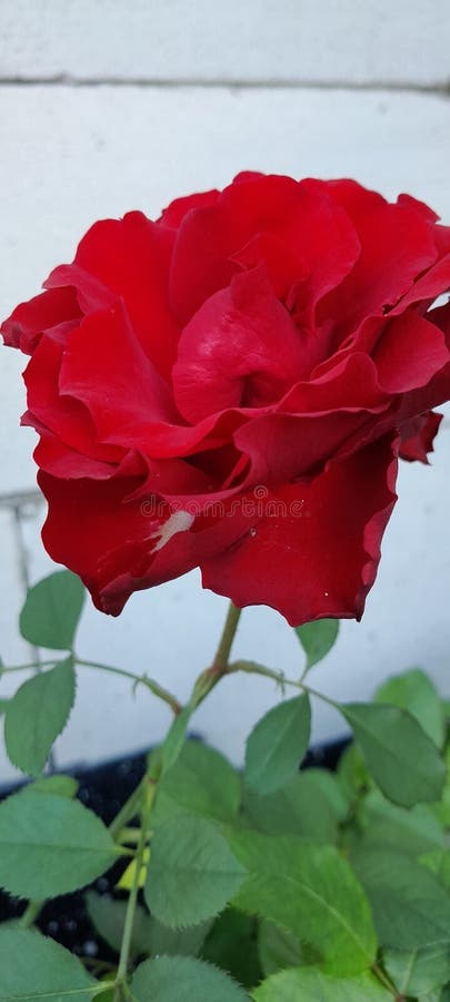 A Beautiful Red Rose Plant on Pot Stock Photo - Image of rose ...