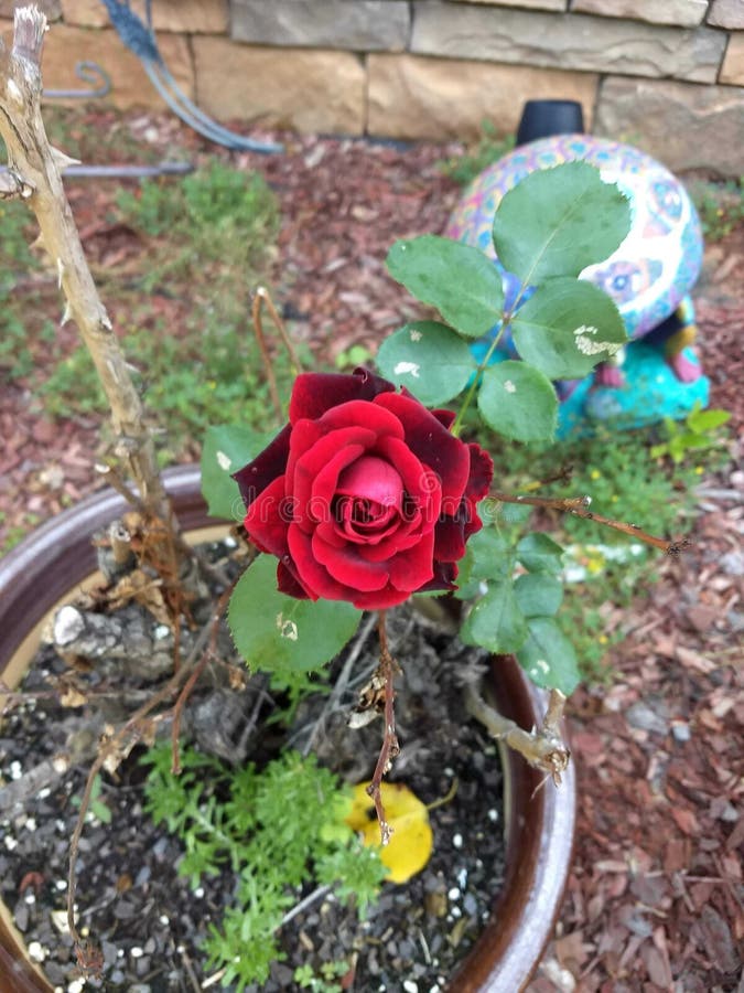 Beautiful Red rose in pot stock image. Image of thorns - 174491757