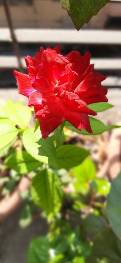 Beautiful Red Rose Princess Stock Image - Image of produce, herb: 202985887