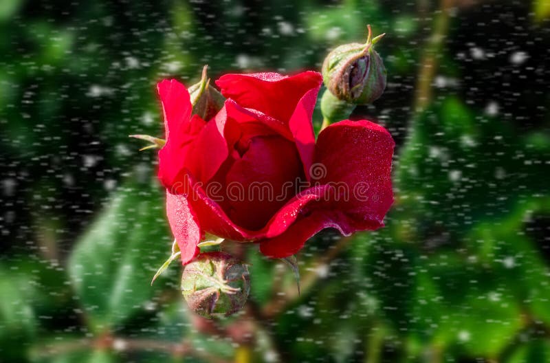 Book Cover, Ilustration.a Beautiful Red Rose after the Rain, on a ...