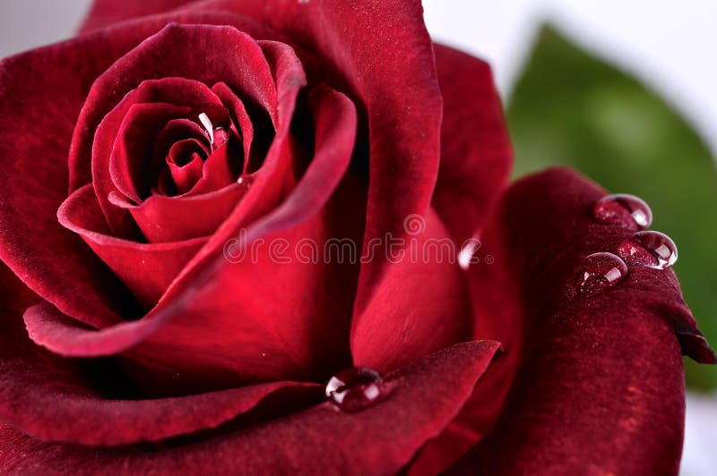 Beautiful Red Rose with Rain Drops, Macro Stock Photo - Image of ...