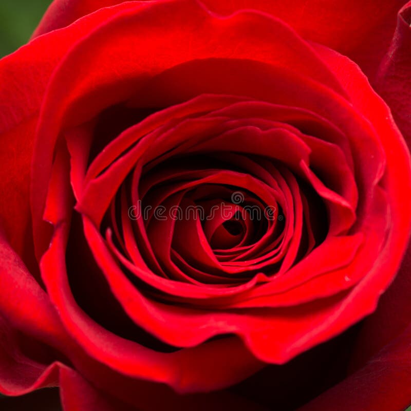 Beautiful red rose stock image. Image of plant, rose - 65655617