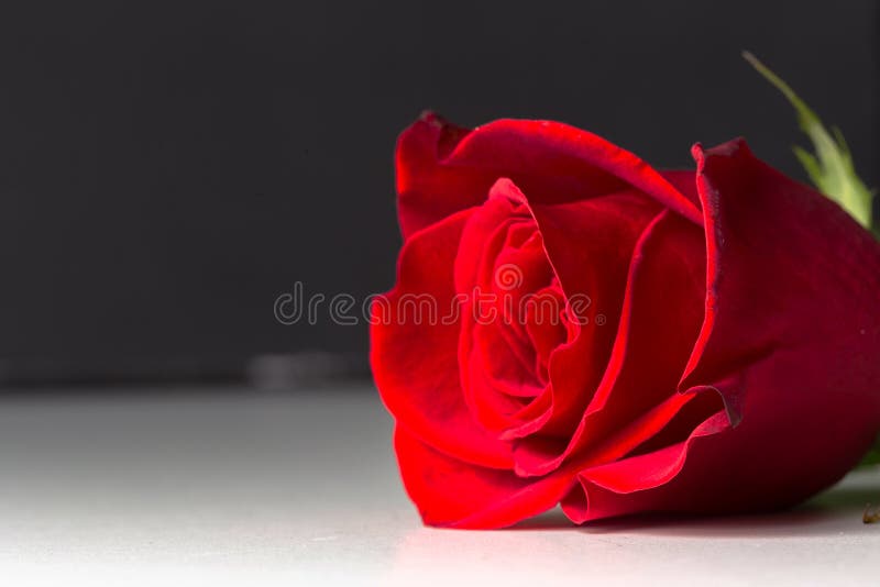 Beautiful red rose stock photo. Image of flower, fresh - 65655706
