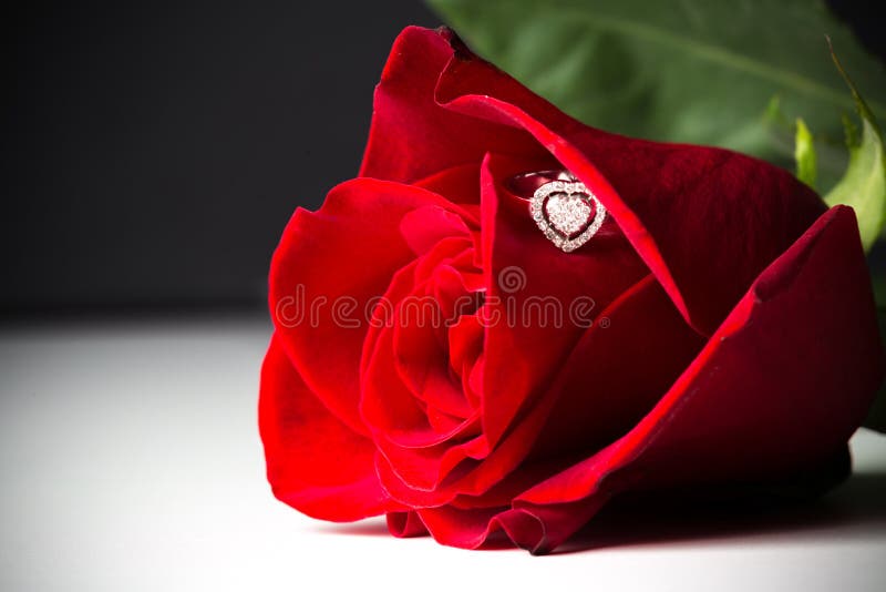Beautiful red rose stock image. Image of nature, blossom - 65656289