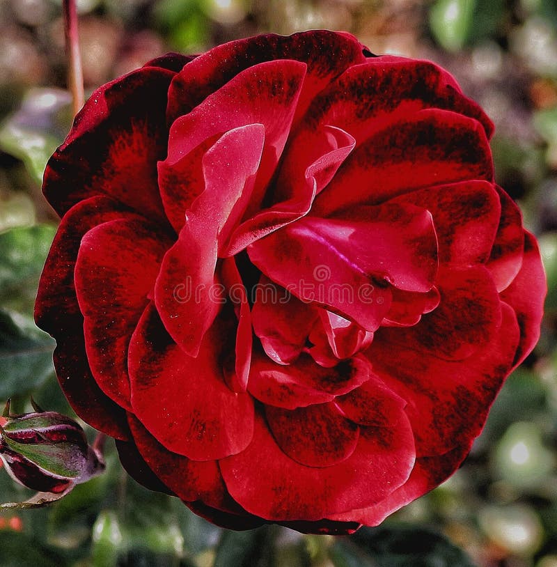 Rose stock photo. Image of rose, nature, garden, beautiful - 135726786