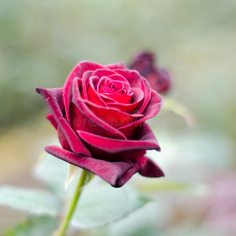 Beautiful red rose stock photo. Image of floral, elegant - 65945684