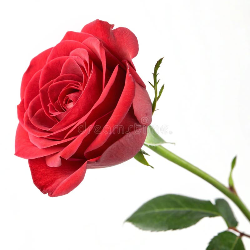 Beautiful Red Rose Side View Isolated on Transparent Background Stock ...