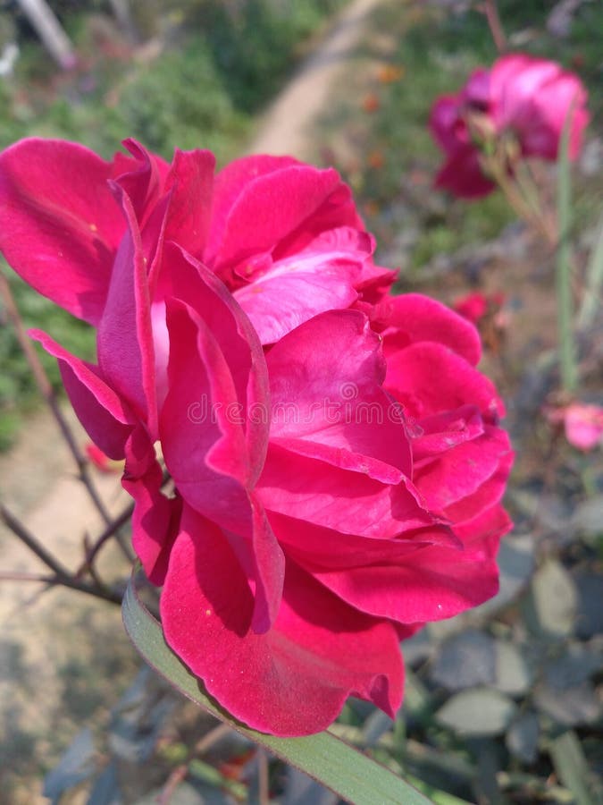 Beutiful red rose stock photo. Image of beautiful, closeup - 135524198