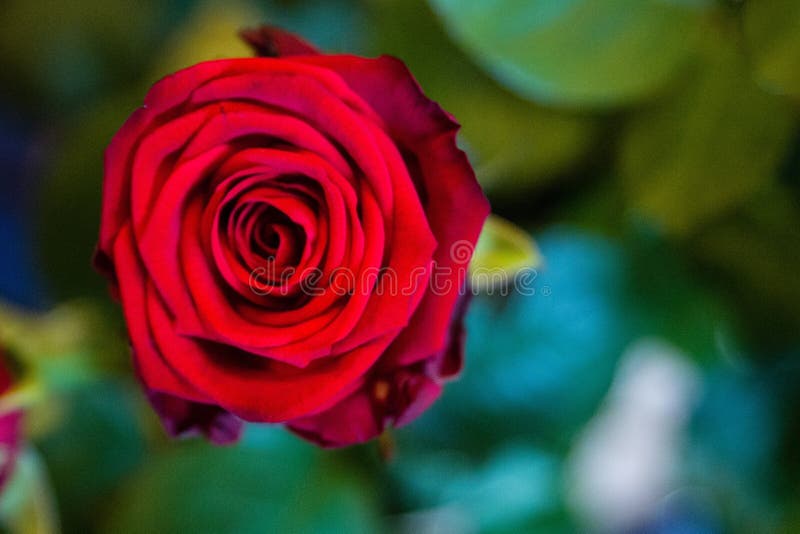 A beautiful red rose stock photo. Image of spring, blooming - 119030648