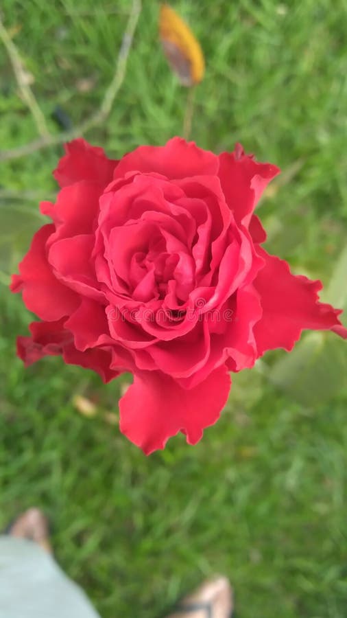 A Beautiful Red Rose in a Small Rose Garden on a Beautiful Afternoon ...