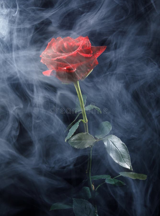 Beautiful Red Rose in Smoke on a Black Background Stock Photo - Image ...
