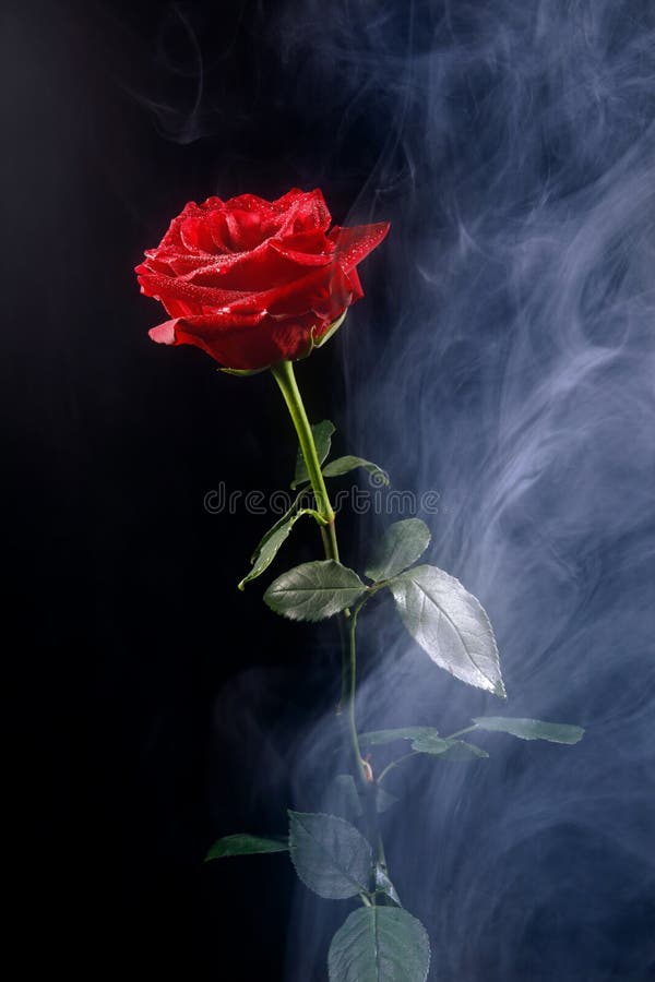 Beautiful Red Rose in Smoke on a Black Background Stock Image - Image ...