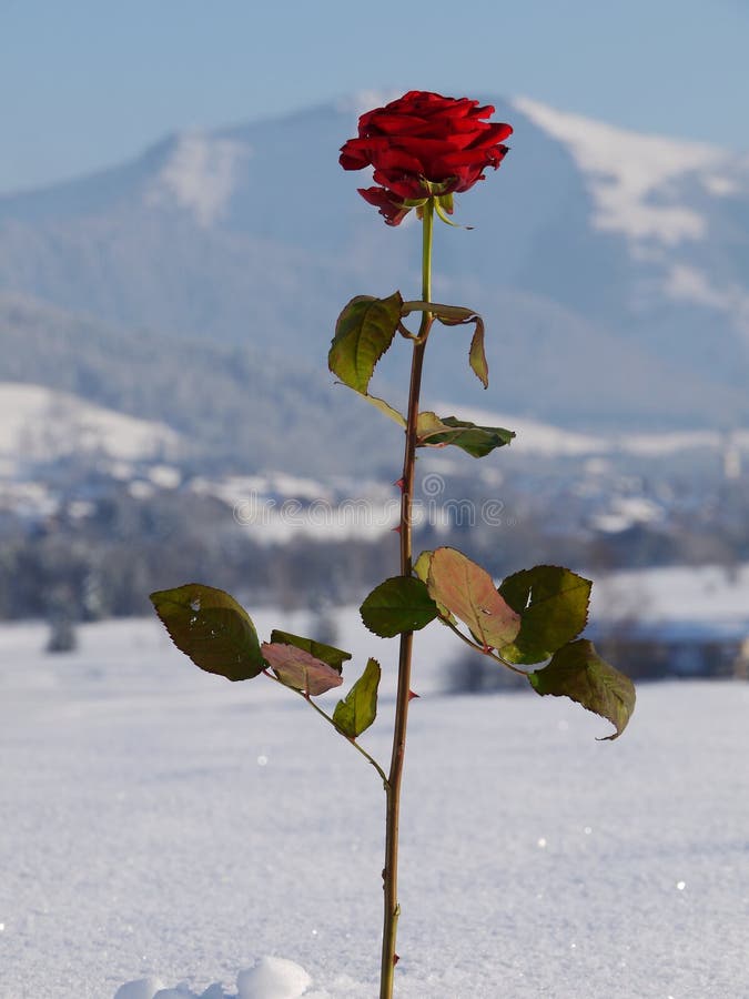 Beautiful Red Rose Snowy Landscape Stock Photo - Image of tree ...
