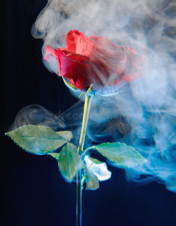 A Beautiful Red Rose Spreads the Fragrance Around it Stock Image ...