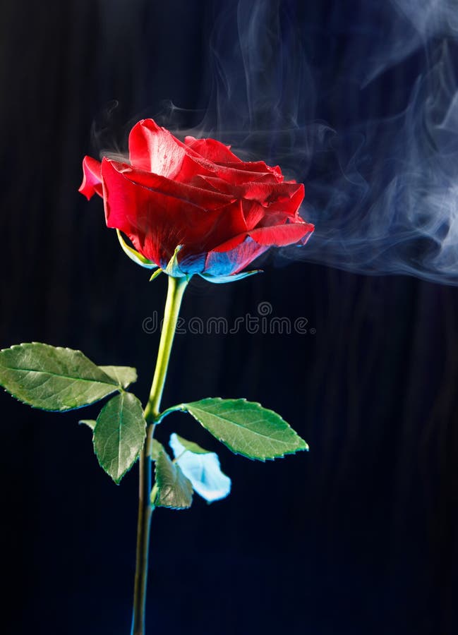 A Beautiful Red Rose Spreads the Fragrance Around it Stock Image ...