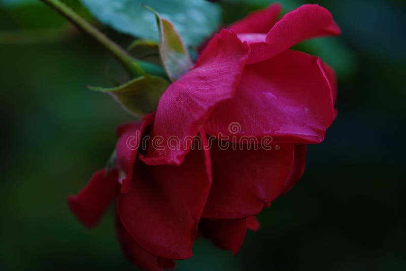 Beautiful Red Rose in the Summer Garden Stock Photo - Image of ...