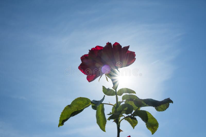 Beautiful Red Rose in the Sunlight. Stock Image - Image of sunshine ...