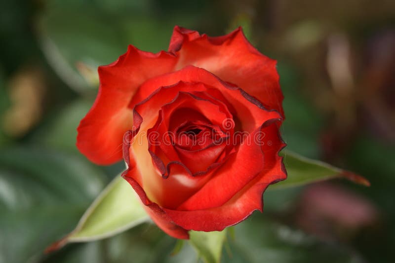 Red Rose Top View Half Open with Green Leaves , Dirty White Background ...