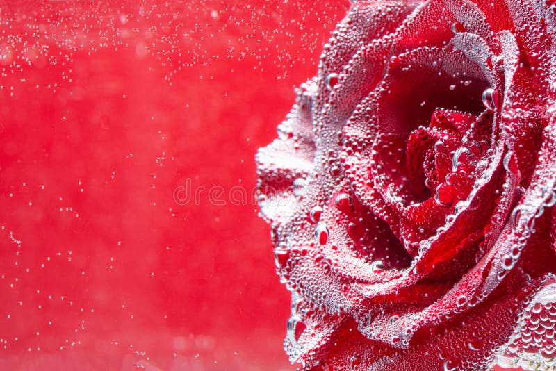 Beautiful Red Rose Under Water on a Red Background. Space, Banner for ...