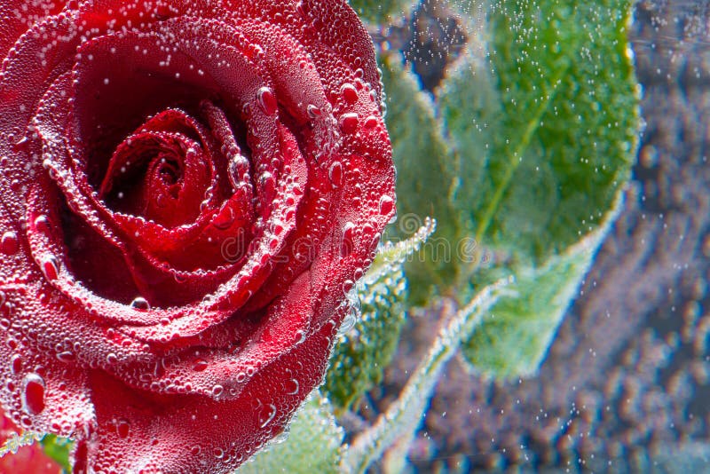 Beautiful Red Rose Under Water on a Red Background. Space, Banner for ...