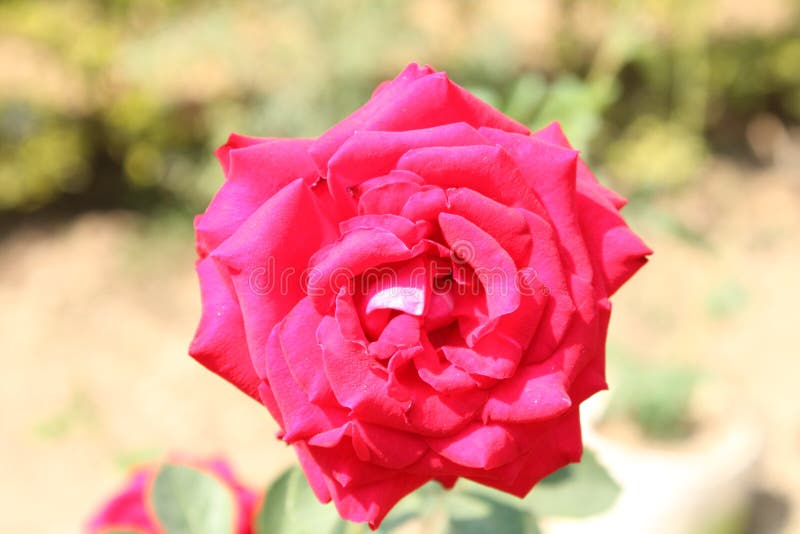 Red Rose (rosa), Single Fresh Big Size Rose with Blurred Background ...