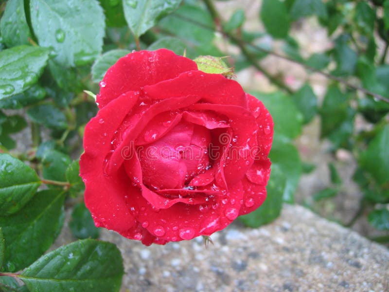 Red rose with dew drops stock photo. Image of black - 155851138