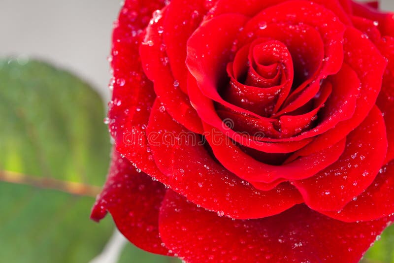 Beautiful Red Rose with Water Drops Stock Photo - Image of macro, plant ...