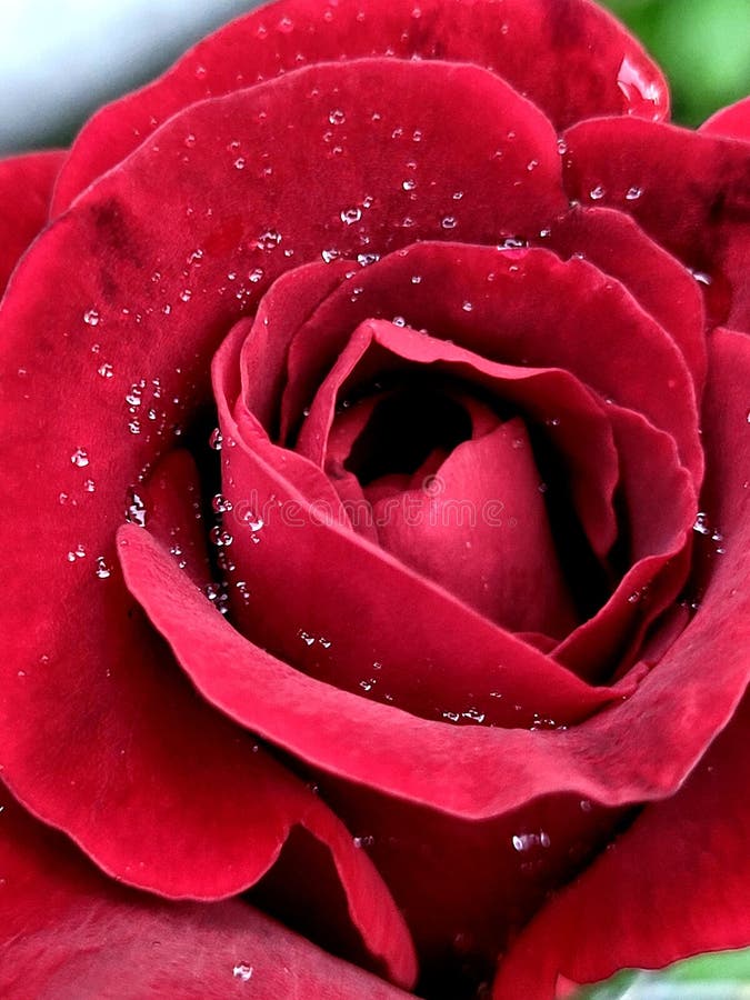Beautiful red rose stock image. Image of beautiful, drops - 247938737