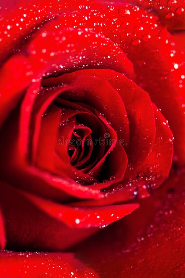 Beautiful Red Rose with Water Drops on Black Background Stock Photo ...
