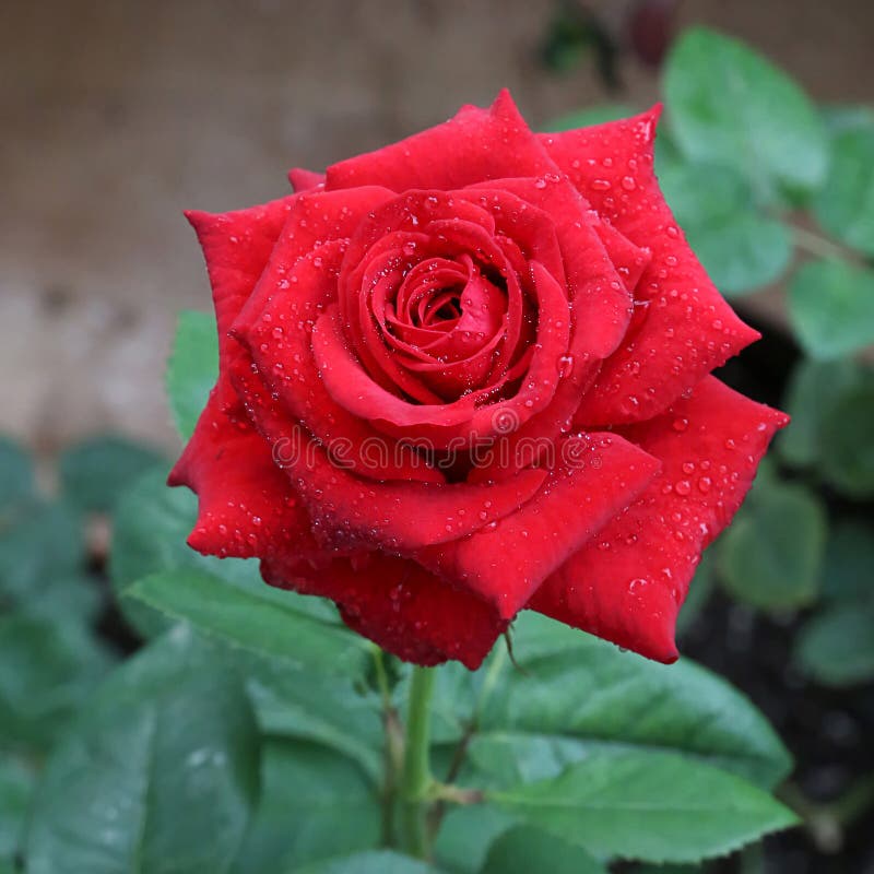 Beautiful Red Rose with Water Drops Stock Photo - Image of gentle ...