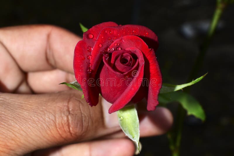A Beautiful Red Rose Water Drops Stock Photo - Image of flora, natural ...