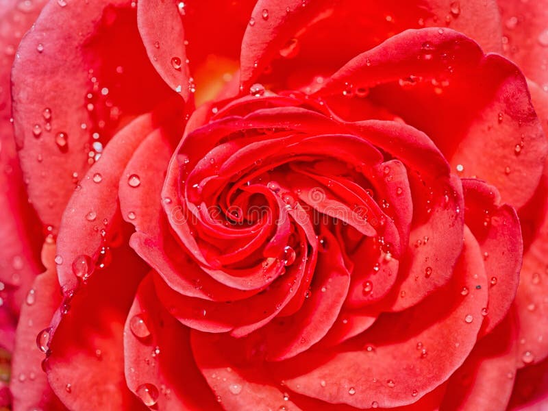 Beautiful Red Rose with Water Drops after Rain Stock Image - Image of ...