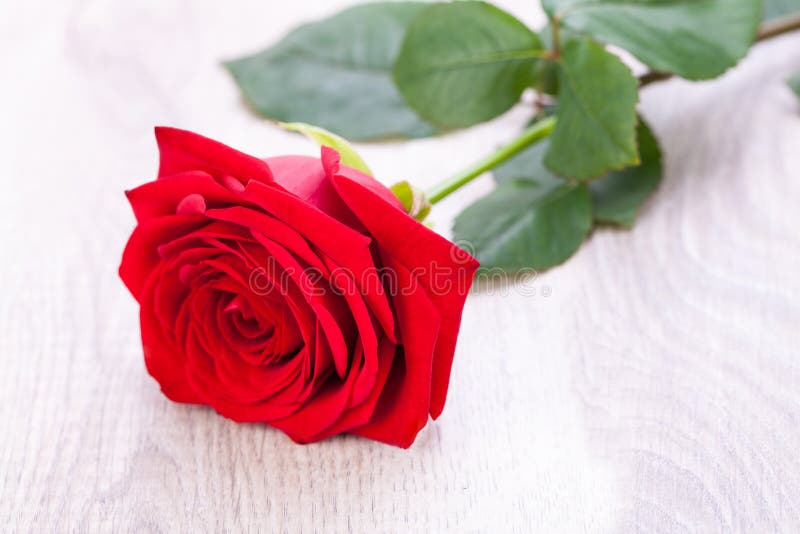 Red rose lying on computer stock photo. Image of email - 2447070