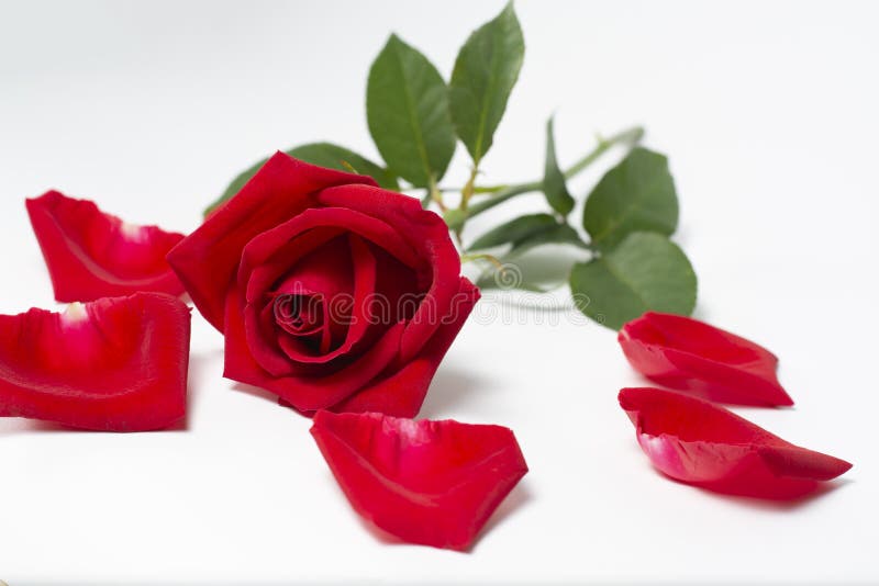 Beautiful Red Rose on White Background Stock Photo - Image of green ...