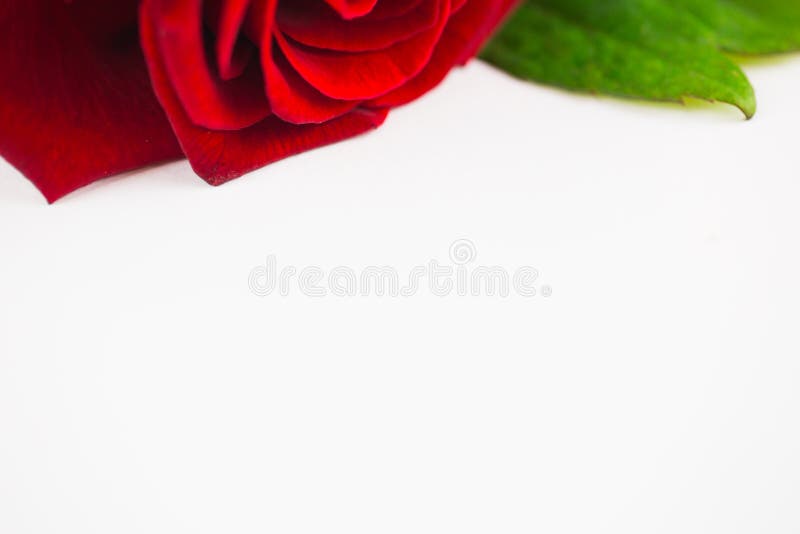 Beautiful Red Rose with White Background Stock Illustration ...