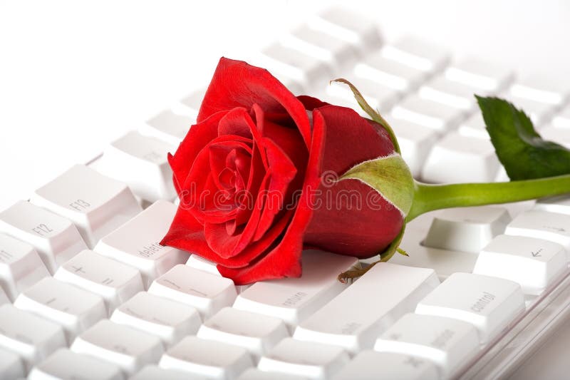 Yellow rose with a bud stock image. Image of horizontal - 14254569