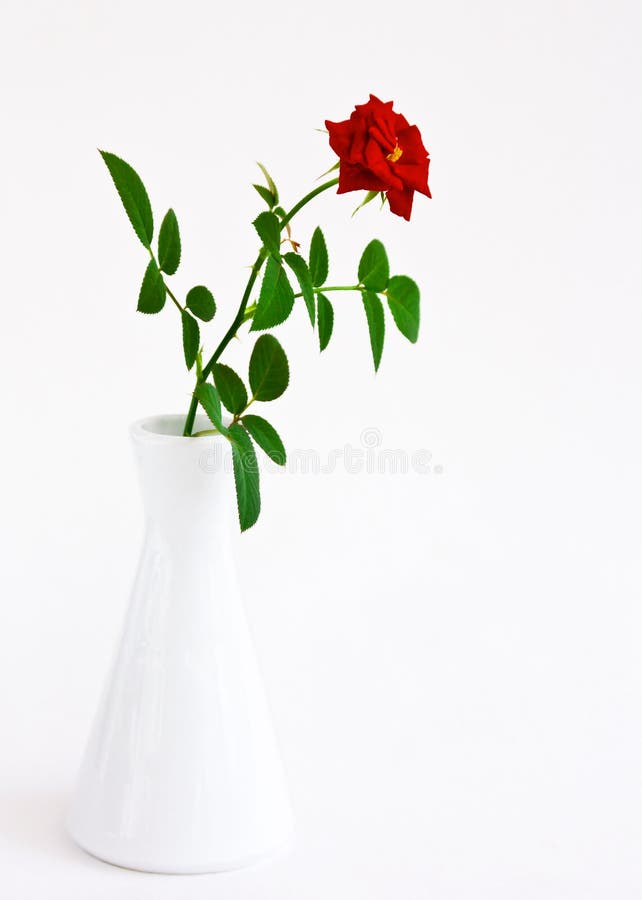 Beautiful Red Rose in a White Vase Stock Photo - Image of head, green ...