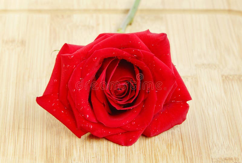 A Beautiful Red Rose on Wooden Base Stock Image - Image of happy, flora ...