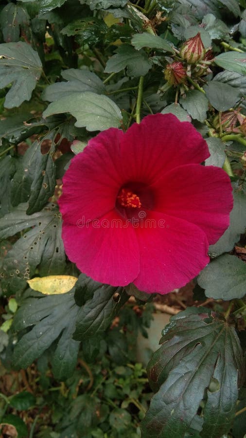Beautiful Red Rosella Flower Stock Photo - Image of rosella, pink ...