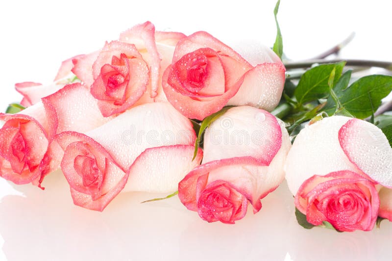 Beautiful red roses stock photo. Image of bouquet, passion - 12374738