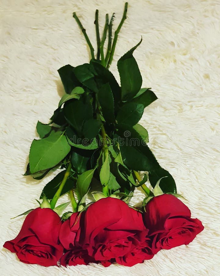 Beautiful red roses stock photo. Image of petal, rose - 193173340