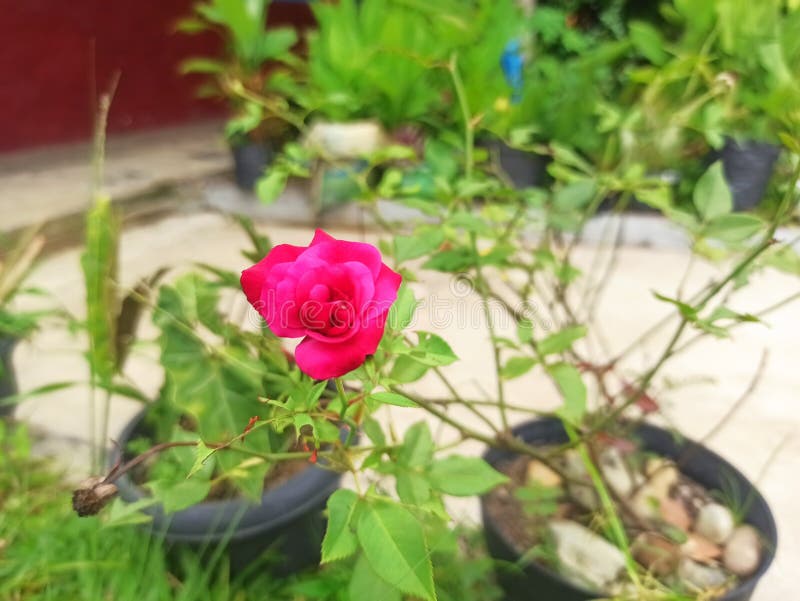 Beautiful red roses stock image. Image of bouquet, beautiful - 255623275