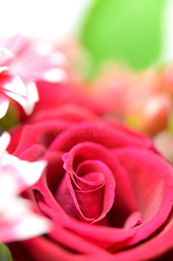 Beautiful red roses. stock image. Image of pink, petal - 26264727