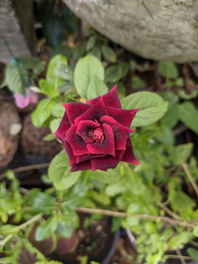 Beautiful Red Roses from Above Stock Image - Image of beautiful, rose ...