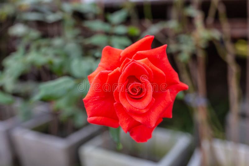 Beautiful Red Roses Blooming in the Rose Garden Stock Image - Image of ...